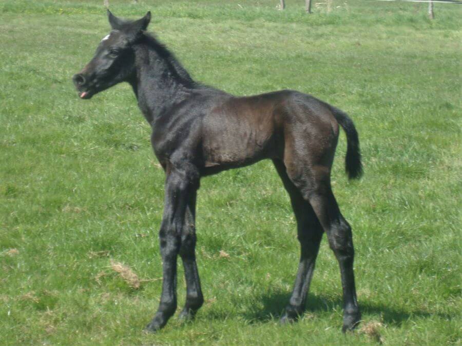 Stamm 756 "Pille" - Sportpferdezucht Drünert