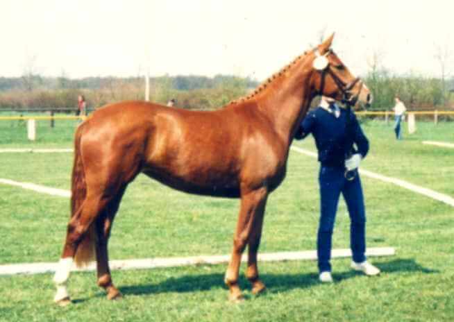 Stamm 756 "Pille" - Sportpferdezucht Drünert